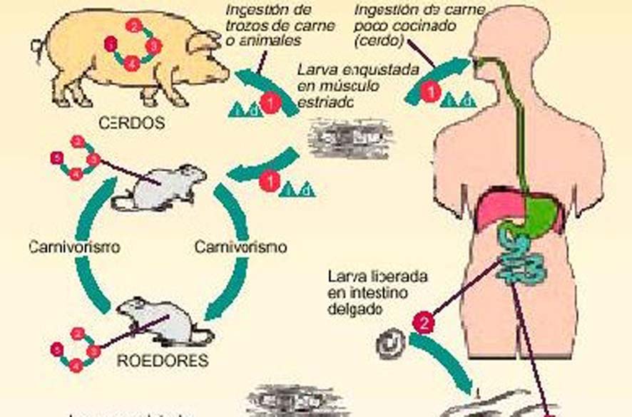 Diario El Independiente :: Edición Papel