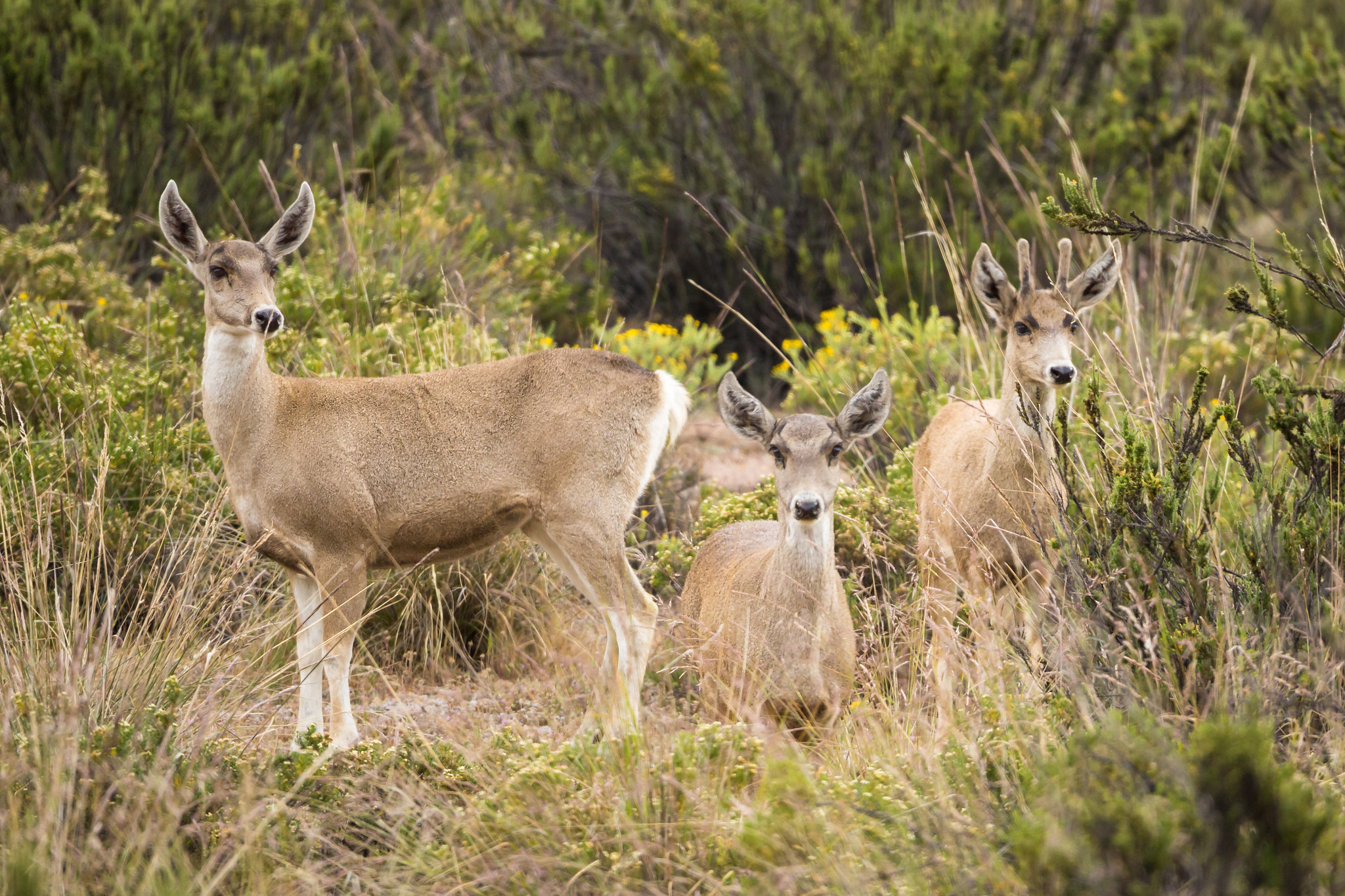 La Taruca, Monumento Natural Nacional, está en peligro de extinción