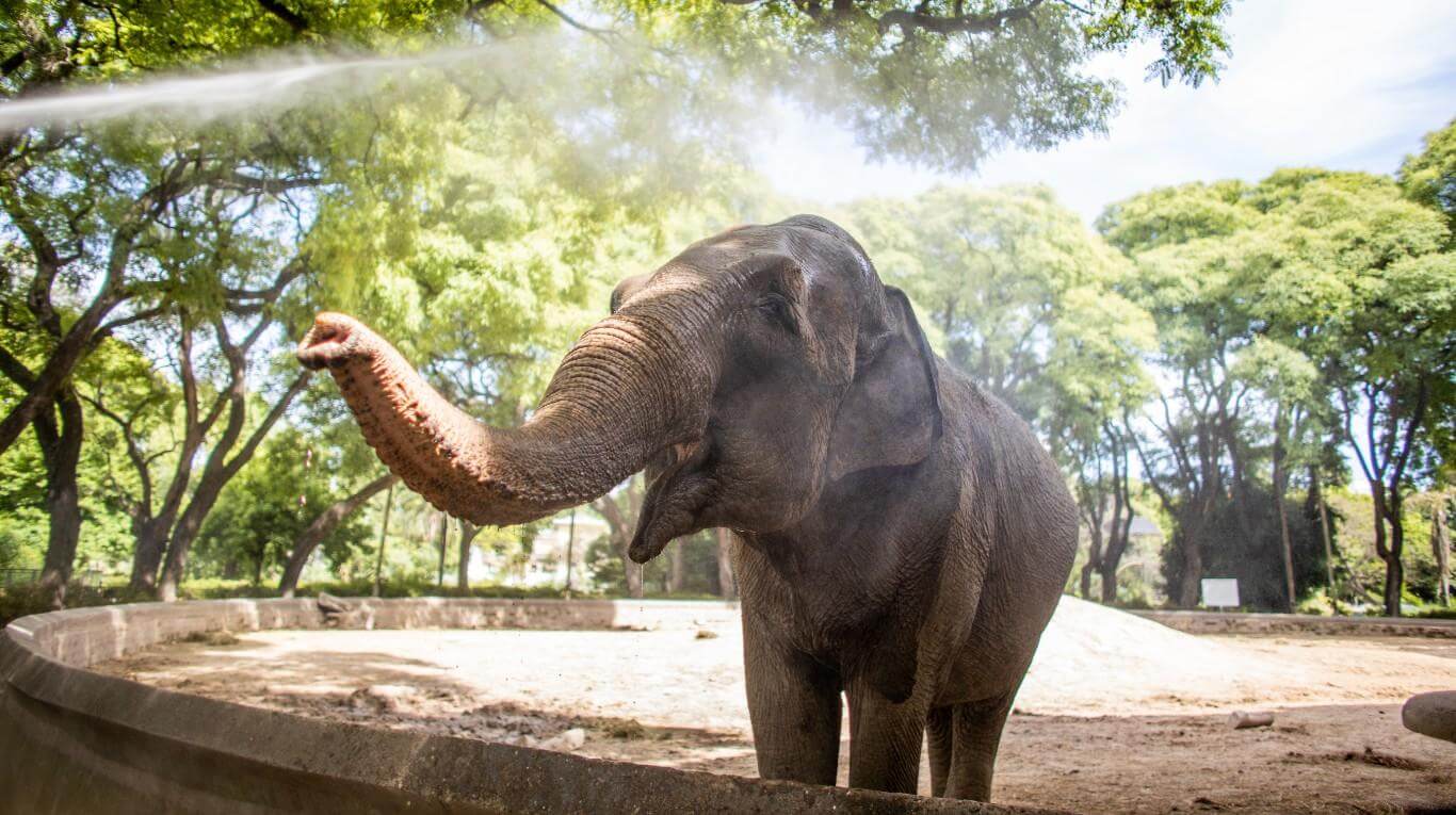 La elefanta Mara se prepara para dejar el Ecoparque y viajar a un ...