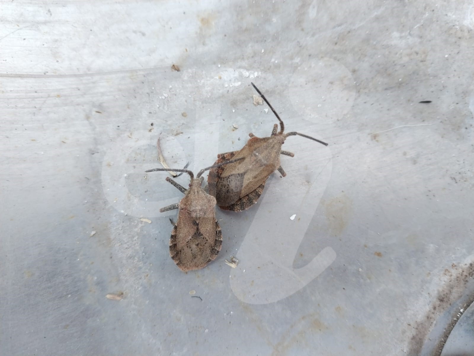 Preocupación por la presencia de un tipo de chinche en sectores de la ...