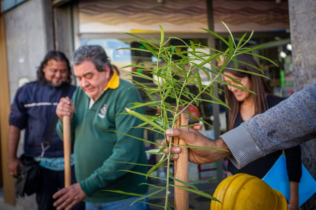 Ambiente Municipal continúa con el plan de arbolado en la ciudad