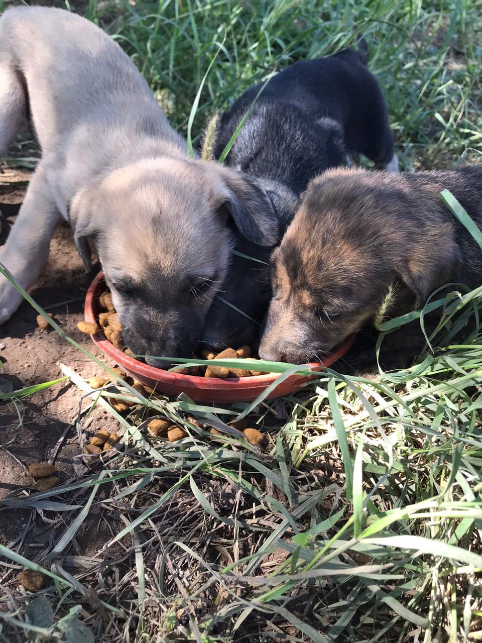 Buscan un hogar para tres perritos