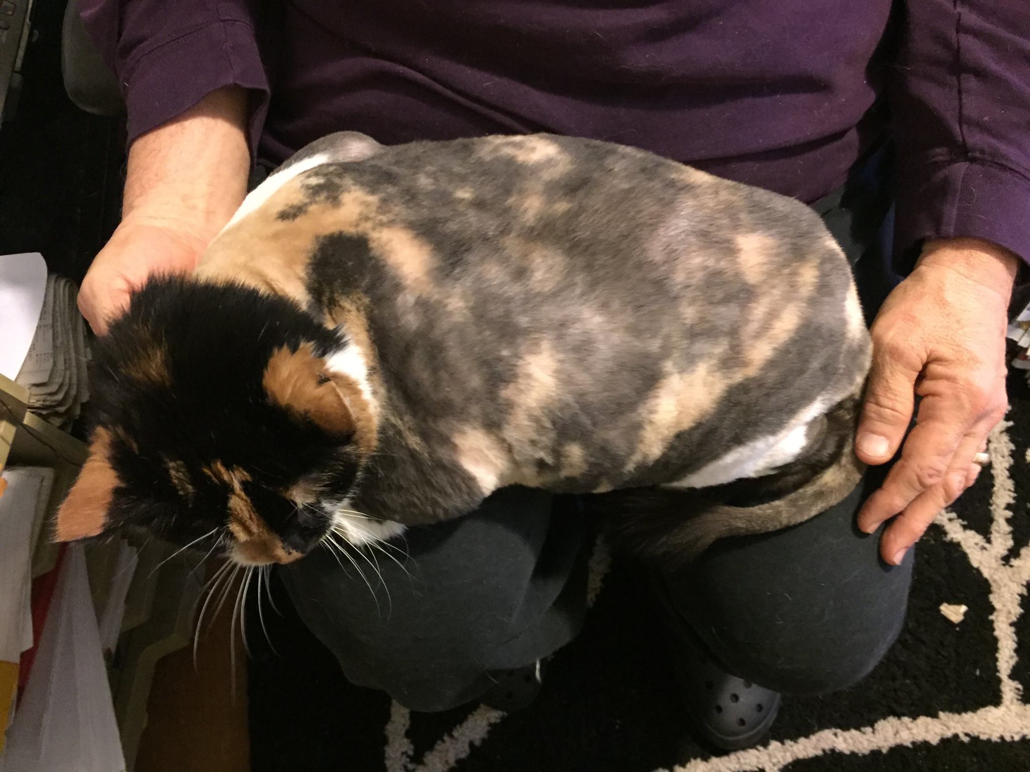 El gato abandonado que tenía "rastas" fue rescatado