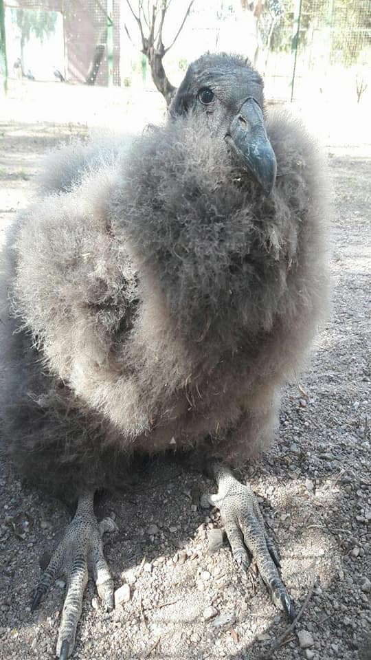Pichona cóndor fue bautizada como Suyan