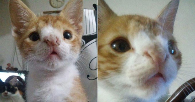 Stitch, el gatito riojano con síndrome de Down