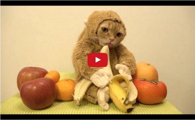 Conocé al 'gato-mono' que conquistó las redes